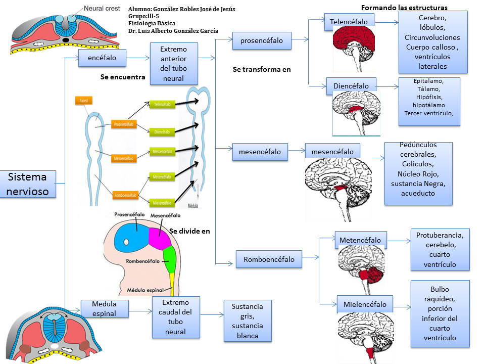 Histoembriologia: 2019
