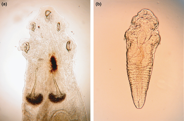 Parasite of the Day: Raillietiella orientalis