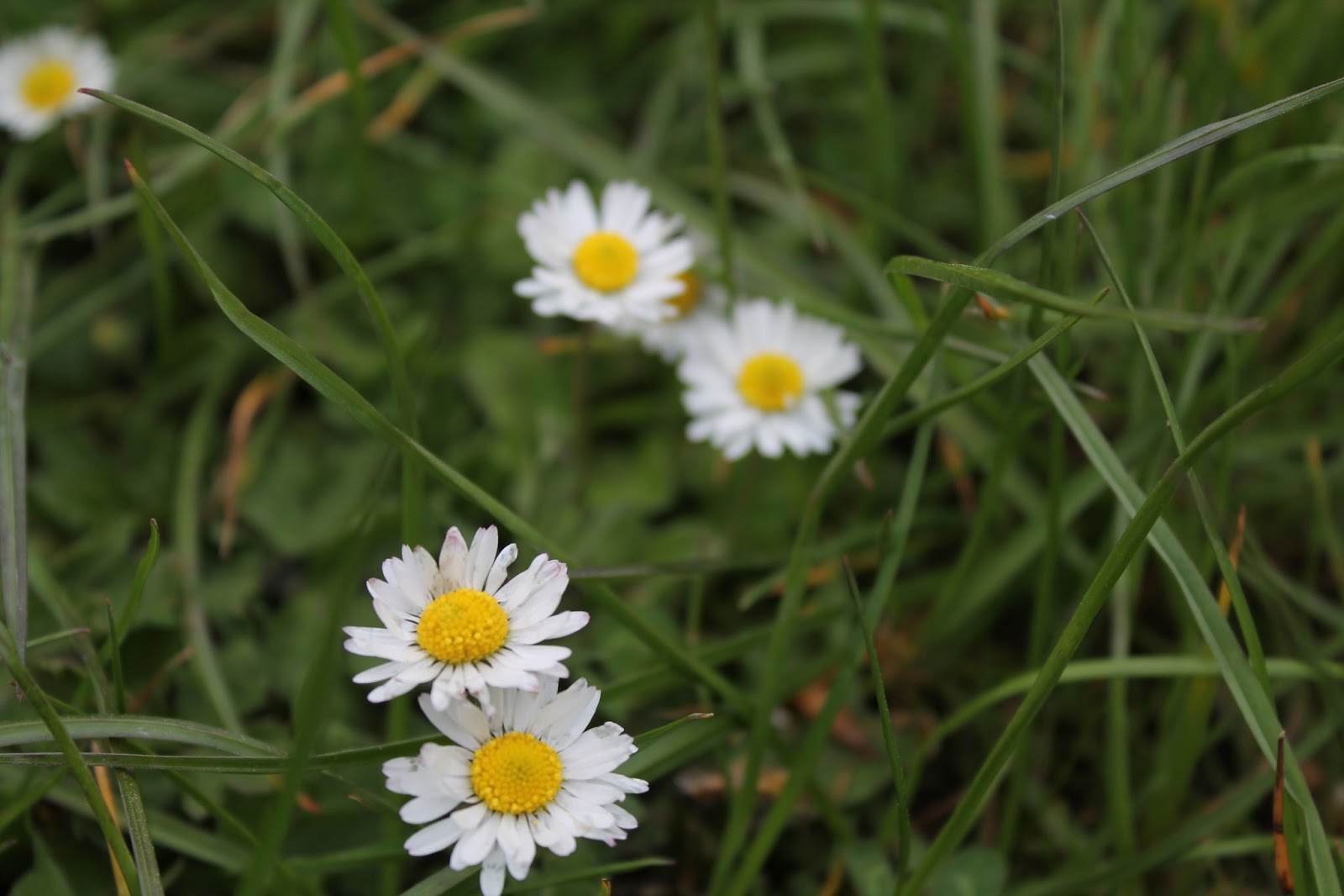 And...So I Don't Forget...: Wild English Spring Flowers