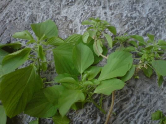 Jenis tanaman obat keluarga manfaatnya buat kesehatan