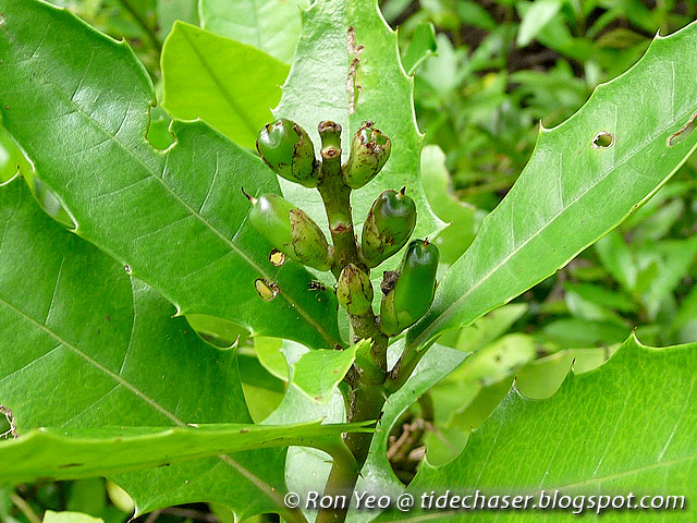 tHE tiDE cHAsER: Sea Holly (Acanthus spp.)