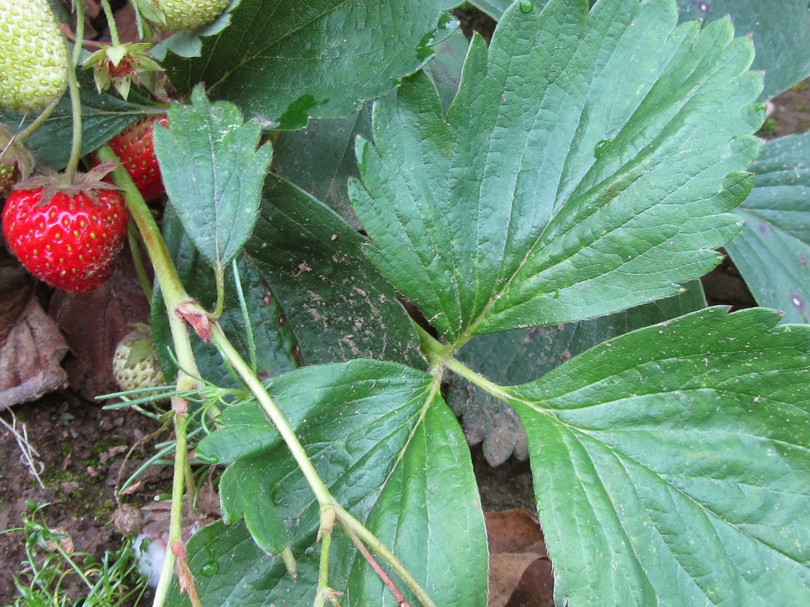 Come Coltivare le Fragole (Fragaria sp.) | Il Gusto Della Natura