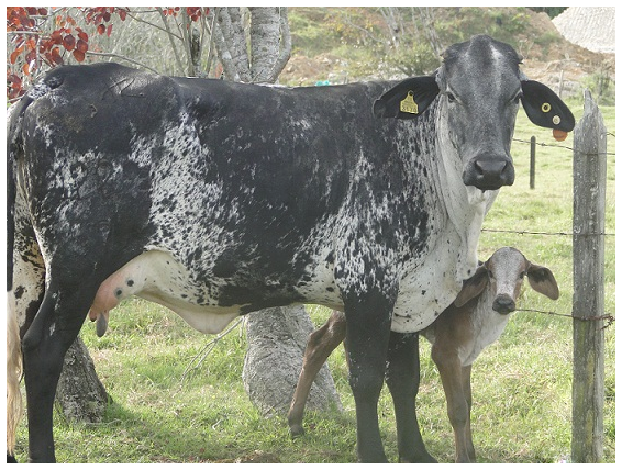 Generalidades de la Ganadería Bovina.: Girolando