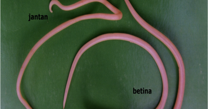 Laboratorium Analis Kesehatan: Cacing Gelang (Ascaris lumbricoides ...