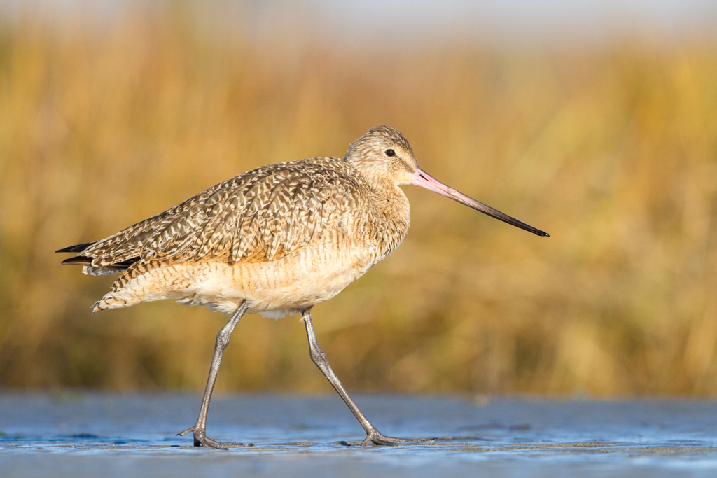 QUICK GODWIT IDENTIFICATION TIPS