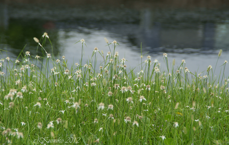 Flower Dictionary: White Top Sedge