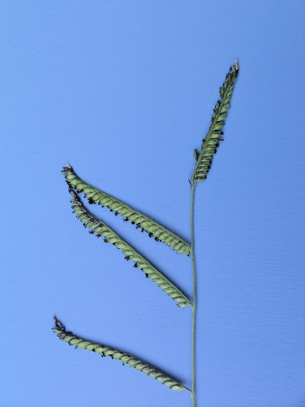 Brachiaria Decumbens (rumput BEDE) rumput yang sering digunakan untuk ...