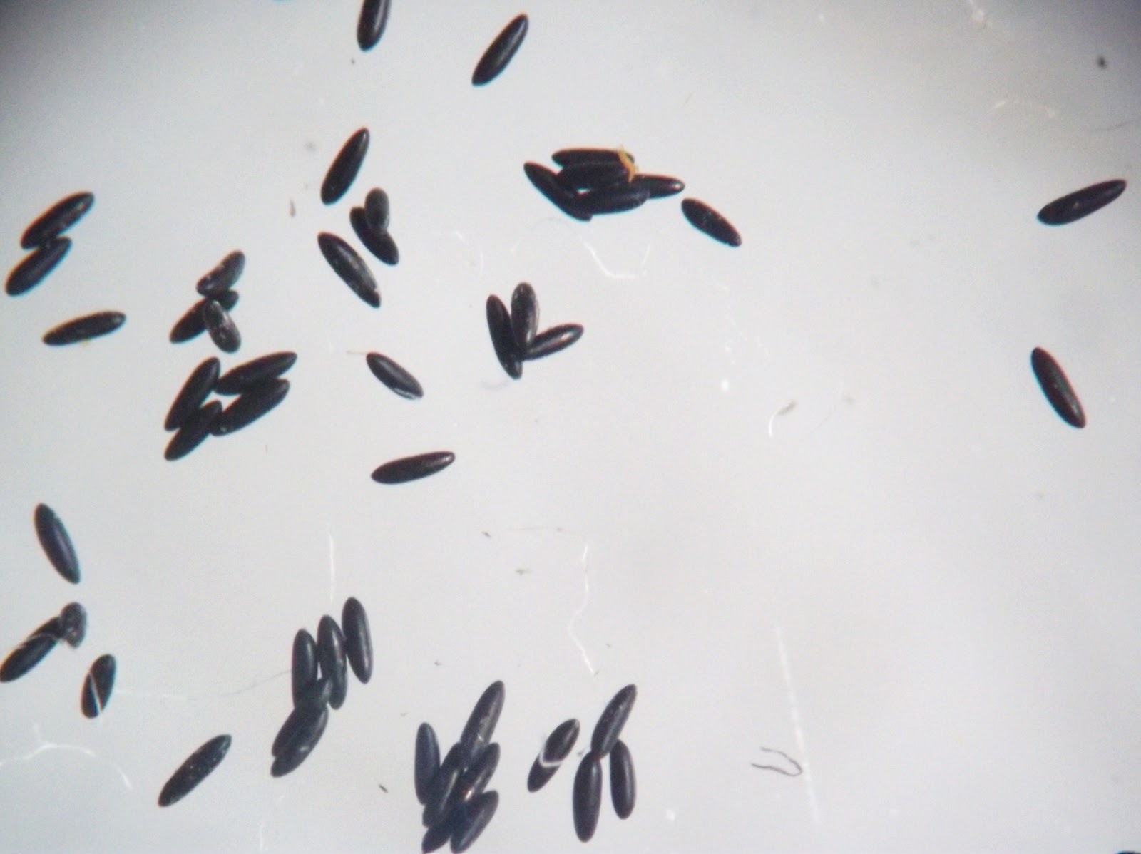 FAQBIO - Apoio ao Estudo de Biologia: Super zoom no mosquito da dengue