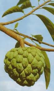 Khasiat Buah-buahan Tempatan: BUAH NONA