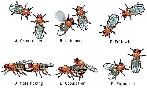 El-Biologo-Confundido: 5.1.2.2 AGENTES MUTAGENICOS