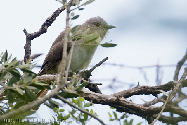 mis fotos de aves: Coccycua cinerea Cuclillo Chico Ash-colored Cuckoo