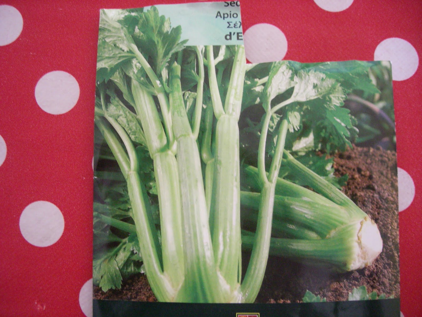 La colorinna: ¿Cómo conseguir semillas del apio?