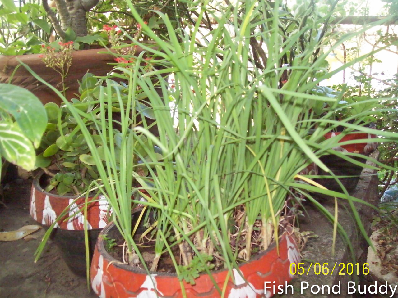 Fish Pond Buddy: Common Medicinal Plants, Fruits, Trees in the Fish Farm