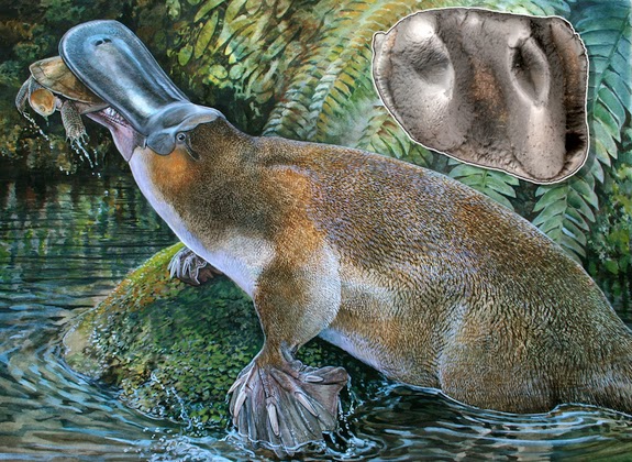 Dig Deeper: Creation Moment 1/14/2014 - Platypus-zilla