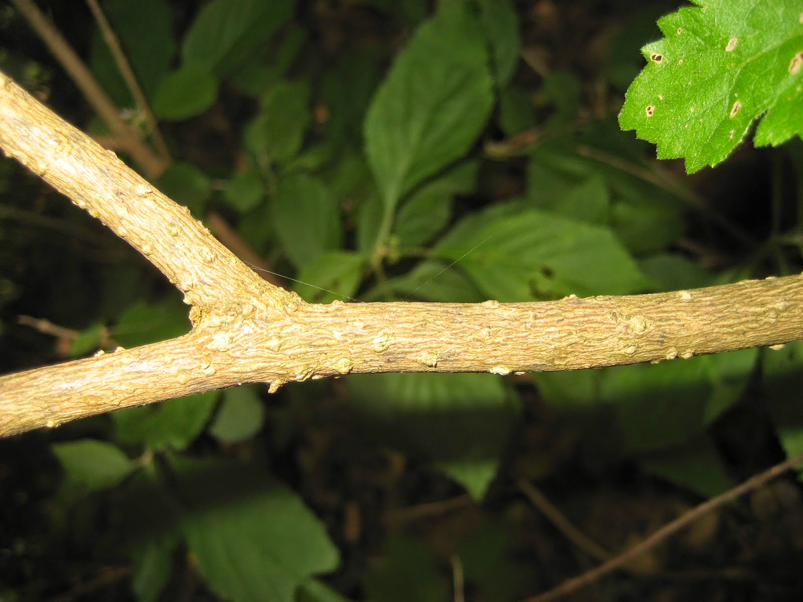 Discovering His Creation: American Beautyberry / French Mulberry ...
