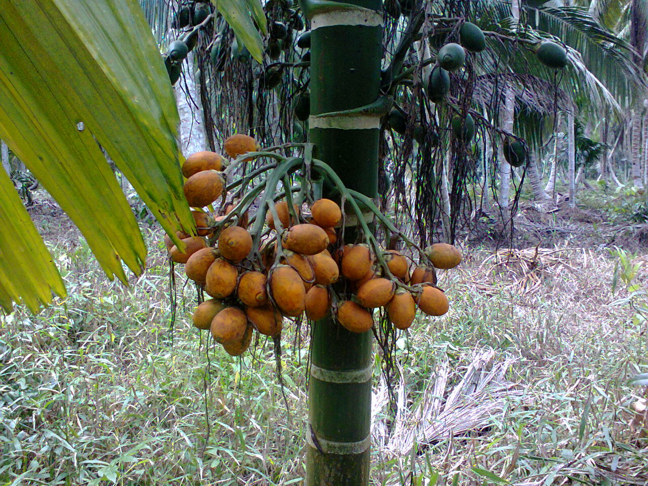 RAHASIA SUSKSES BUDIDAYA GAHARU: Kreteria Bibit Pinang Unggul, Pinang ...