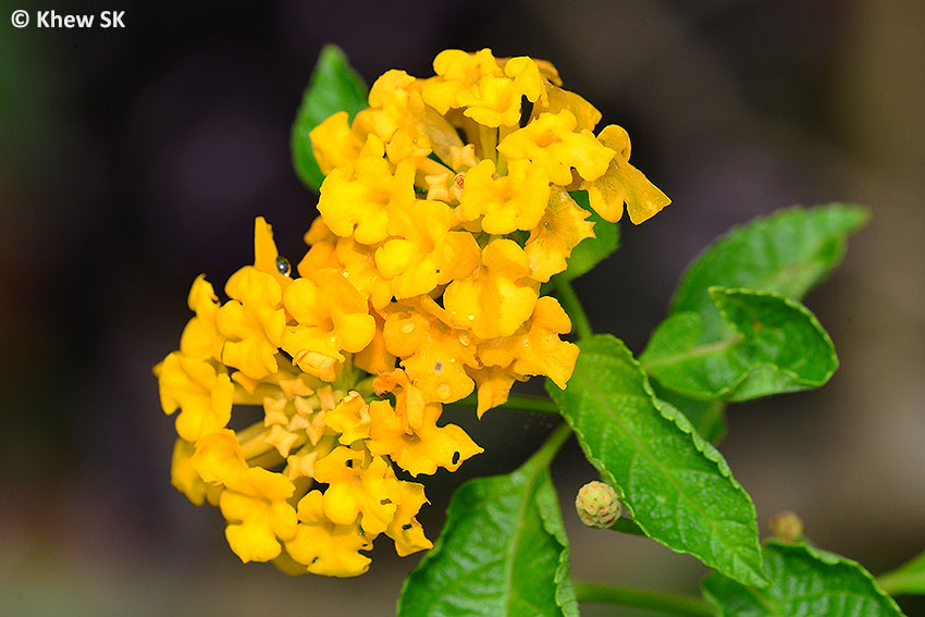 Butterflies of Singapore: Favourite Nectaring Plants #3