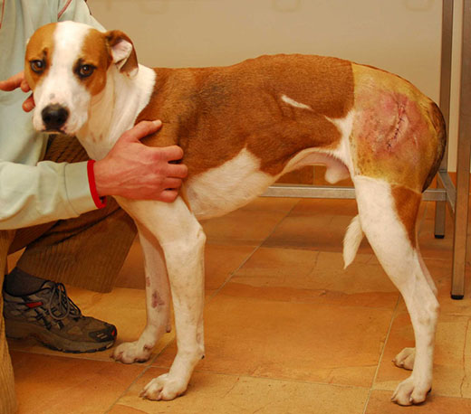 Great (Or Not So Great) Expectations with Femoral Head Osteotomy (FHO ...