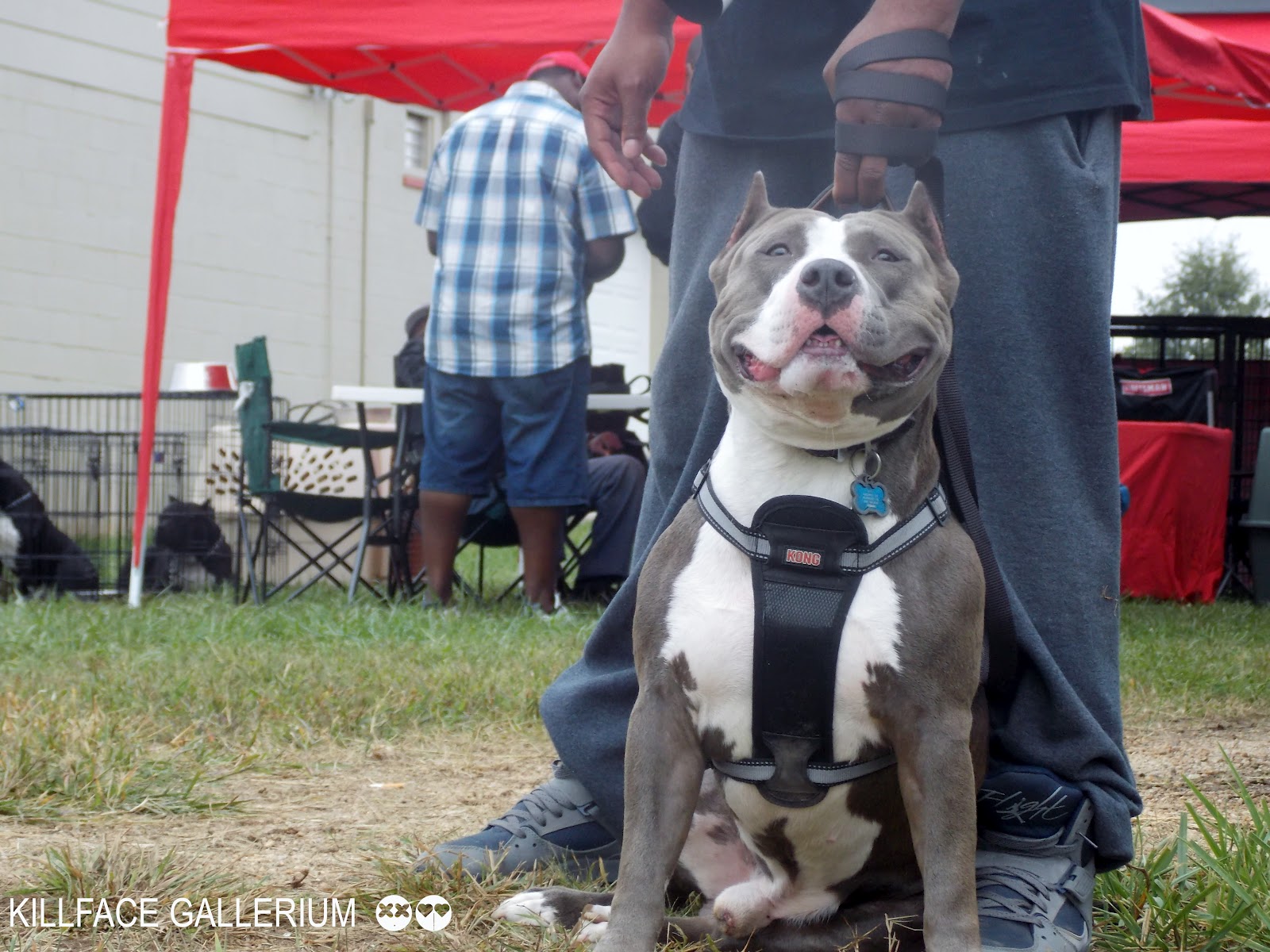 NoVACAIN Kennels: VA BULLY BOWL 6