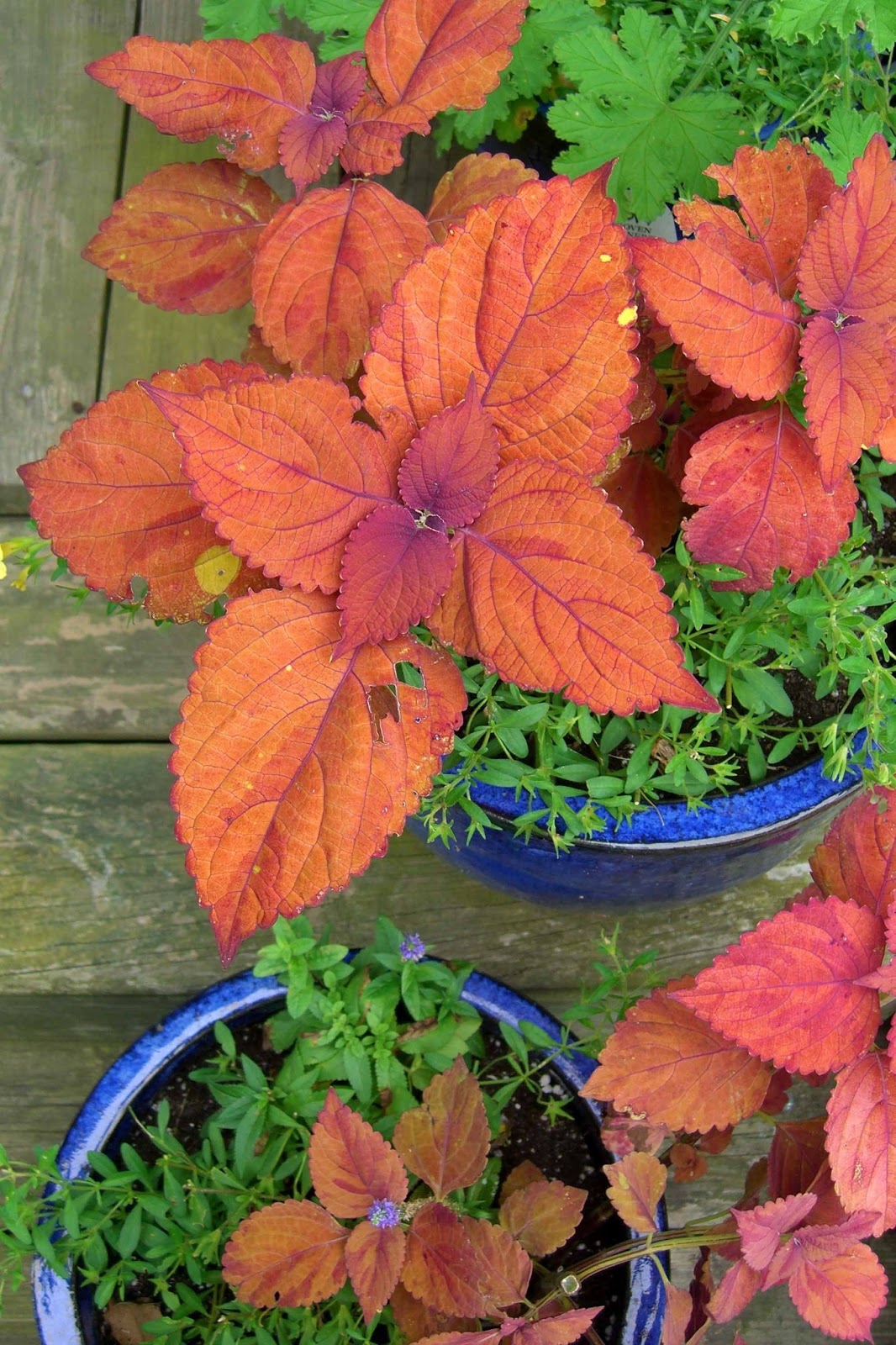 Picture of the Week: Orange Coleus, Blue Pots
