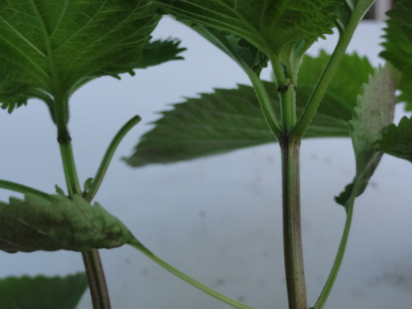 Raspberry and Chipotle: Shiso, aka Japanese Basil
