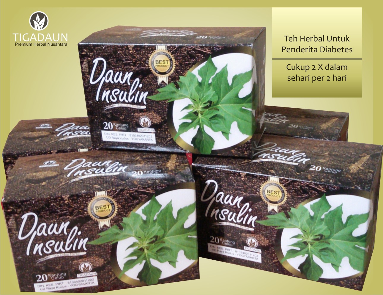 DAUN INSULIN, Obat untuk mengontrol Penyakit Diabetes Melitus - Saka Herbal
