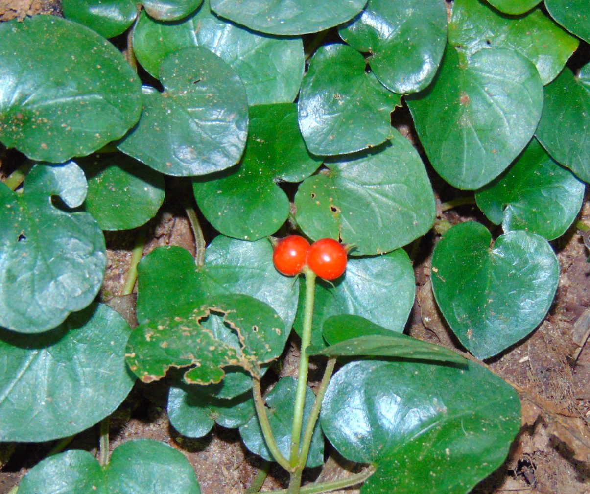 Geophila repens (L.) I.M.Johnst