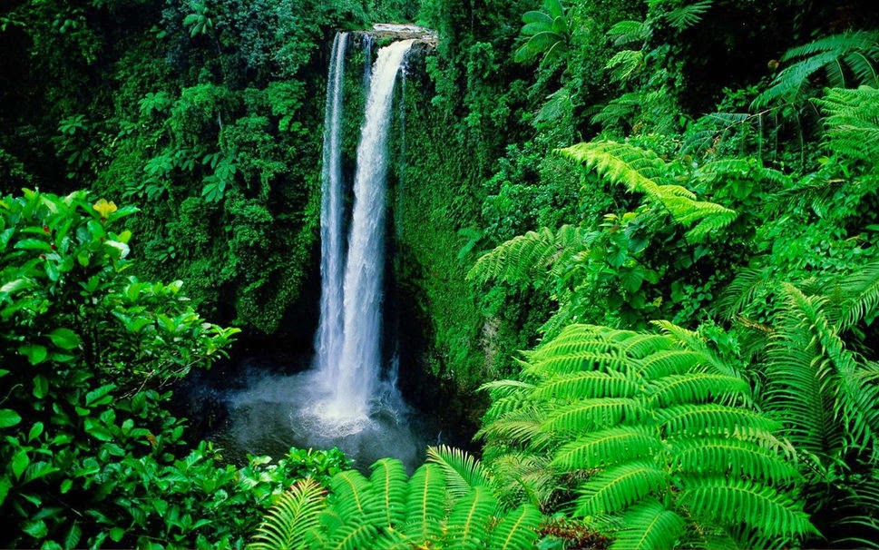 Mundo Natural Global: Importancia de Las Plantas