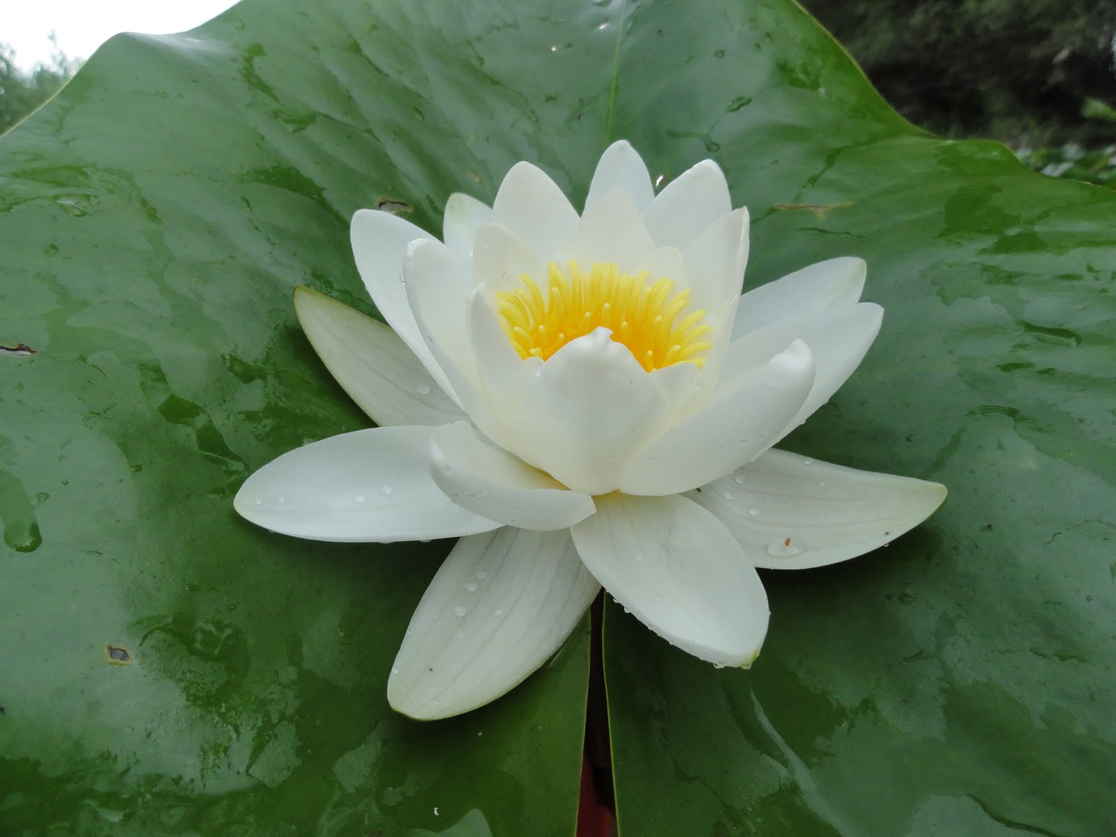 Frumusetile naturii: Nufar alb (Nymphaea alba L)
