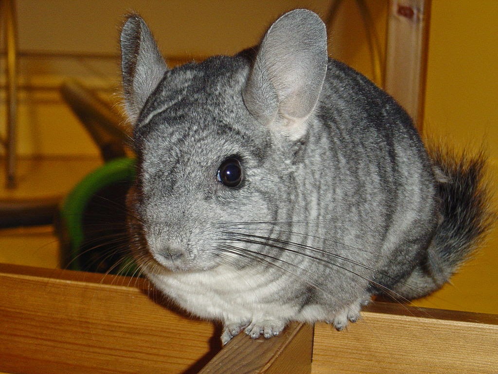especies chilenas: La Chinchilla de cola corta (Chinchilla chinchilla o ...