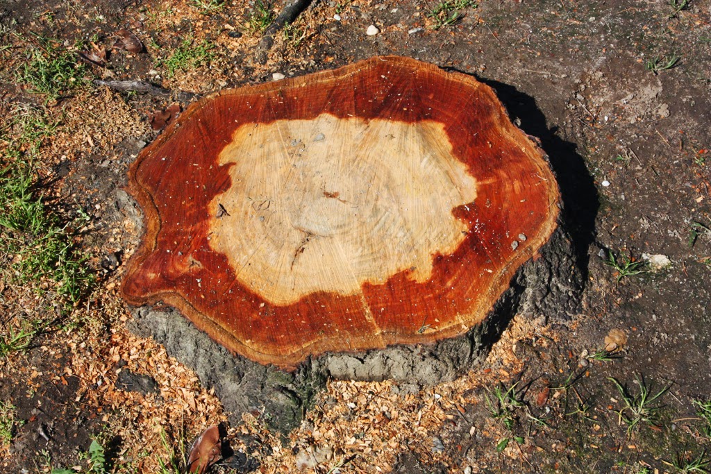 Amboise Daily Photo: the cherry tree stump