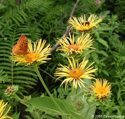 Inula helenium - μια πρώτη γνωριμία μέσα από τις φωτογραφίες της.