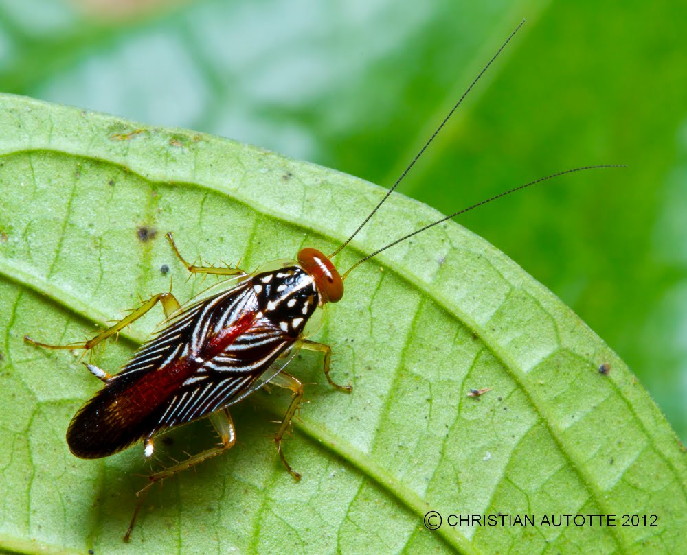Nature Pix Photos: Belle Coquerelle...