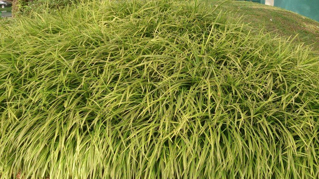 Pandanus pygmaeus 'Yellow'' | Pustaka Flora | Database Tanaman Landscape