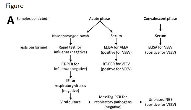 Avian Flu Diary: EID Journal: Isolation of VEEV Genome from Human Swab ...