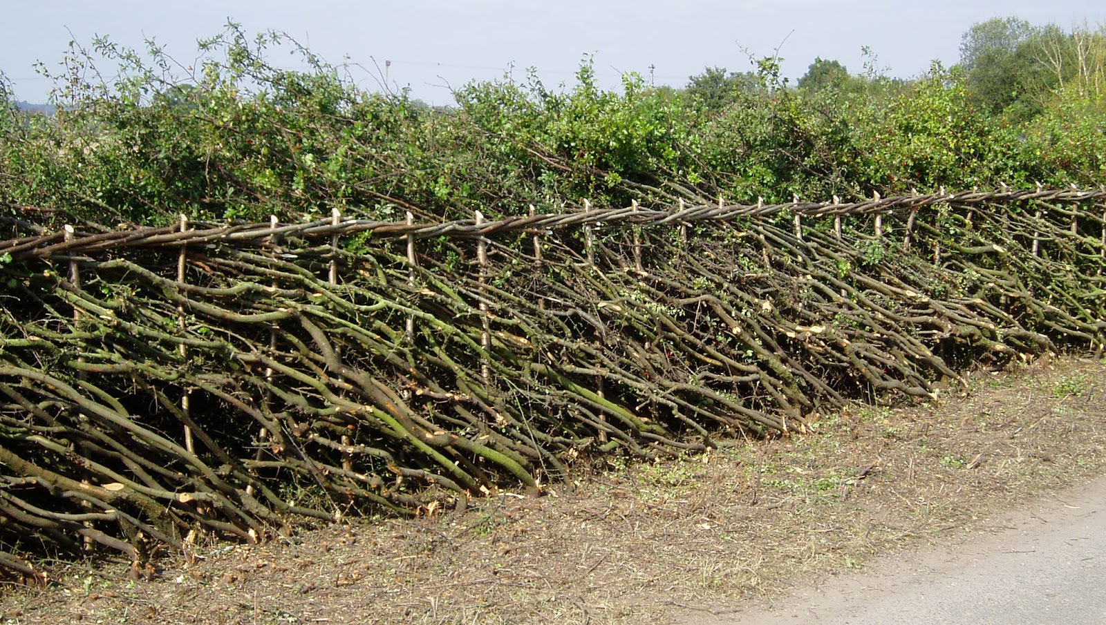Occidental Acres: The art of hedge laying...
