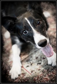 BCxFour: Ramblings of a Disturbed Dog Person