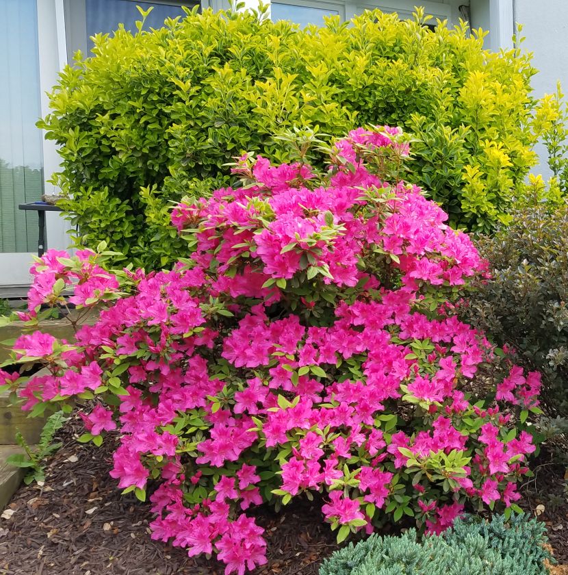 Future Plants by Randy Stewart: Encore Hybrid Azaleas