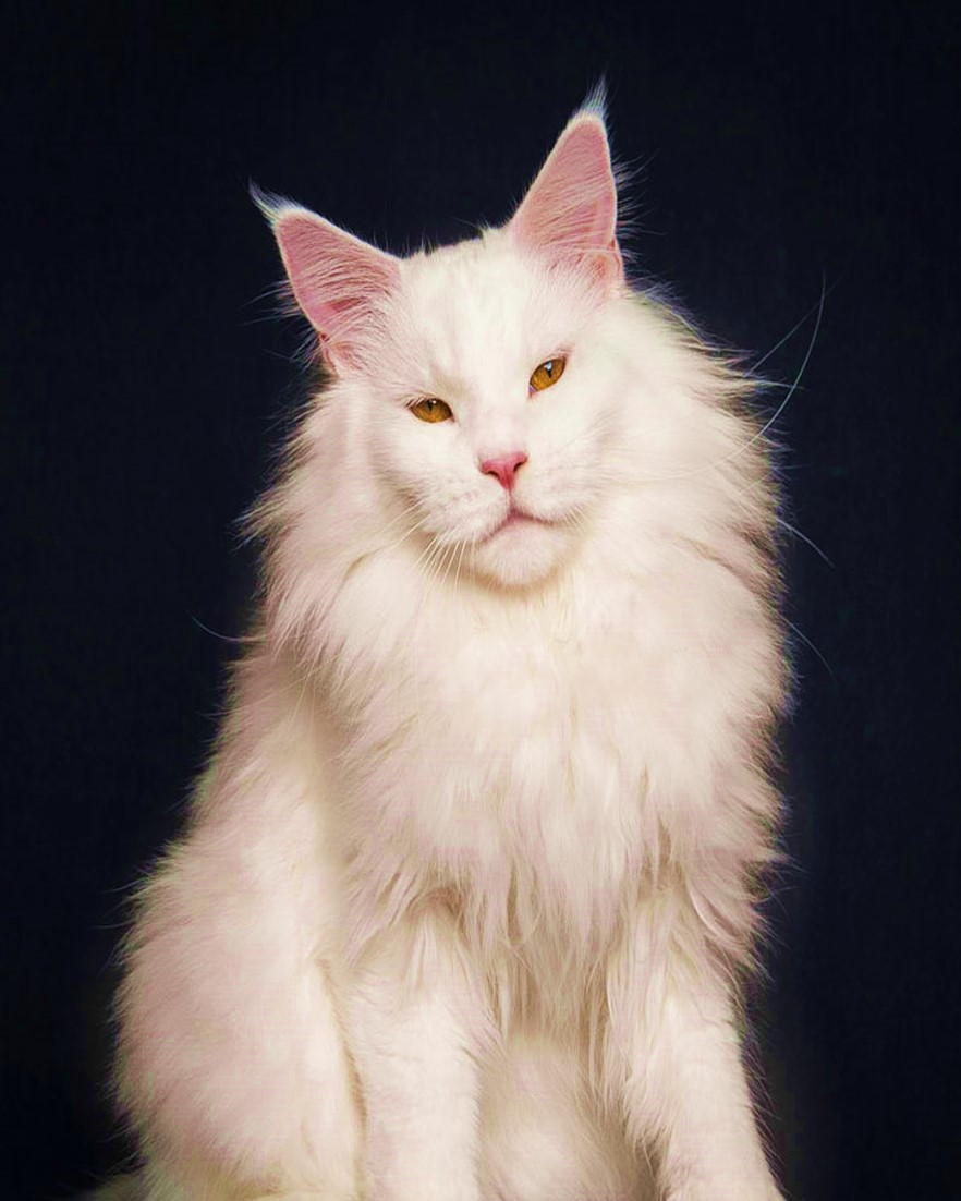 Las 5 razas de gatos más lindas del mundo ~ El Trébol Mágico