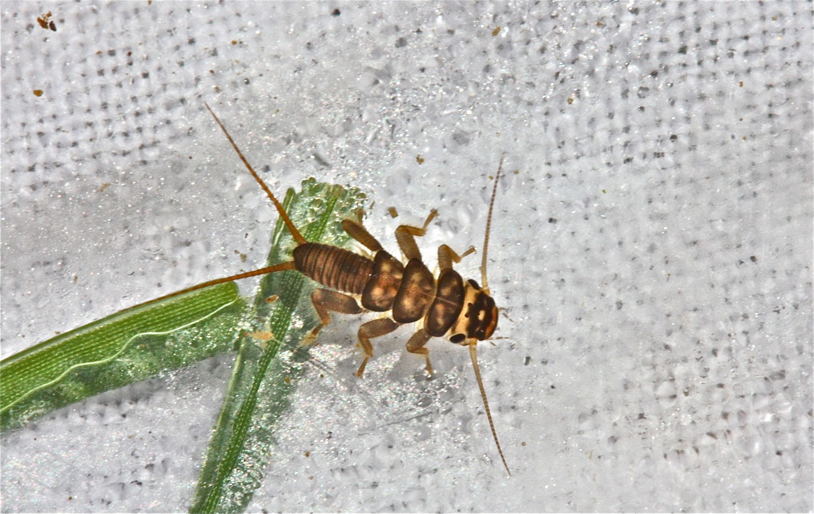 Aquatic Insects of Central Virginia: The Perlids (Common Stoneflies) in ...