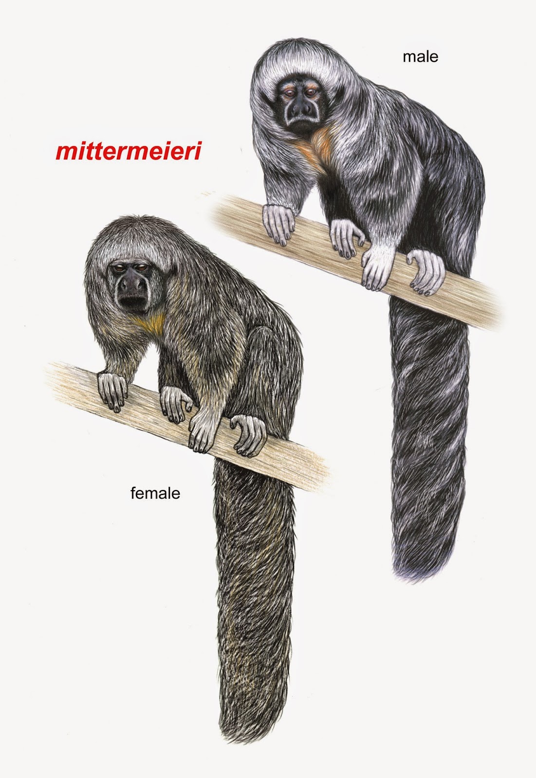 Species New to Science: [Mammalogy • 2014] A Taxonomic Revision of the ...