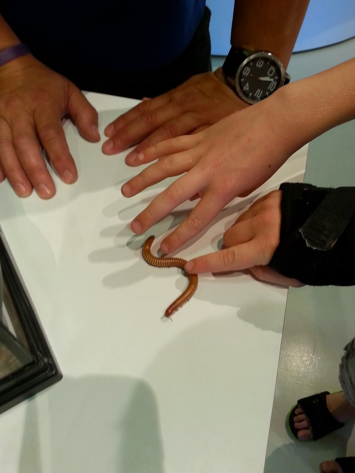 Six Little Ducklings: Insect Lore Bugseum