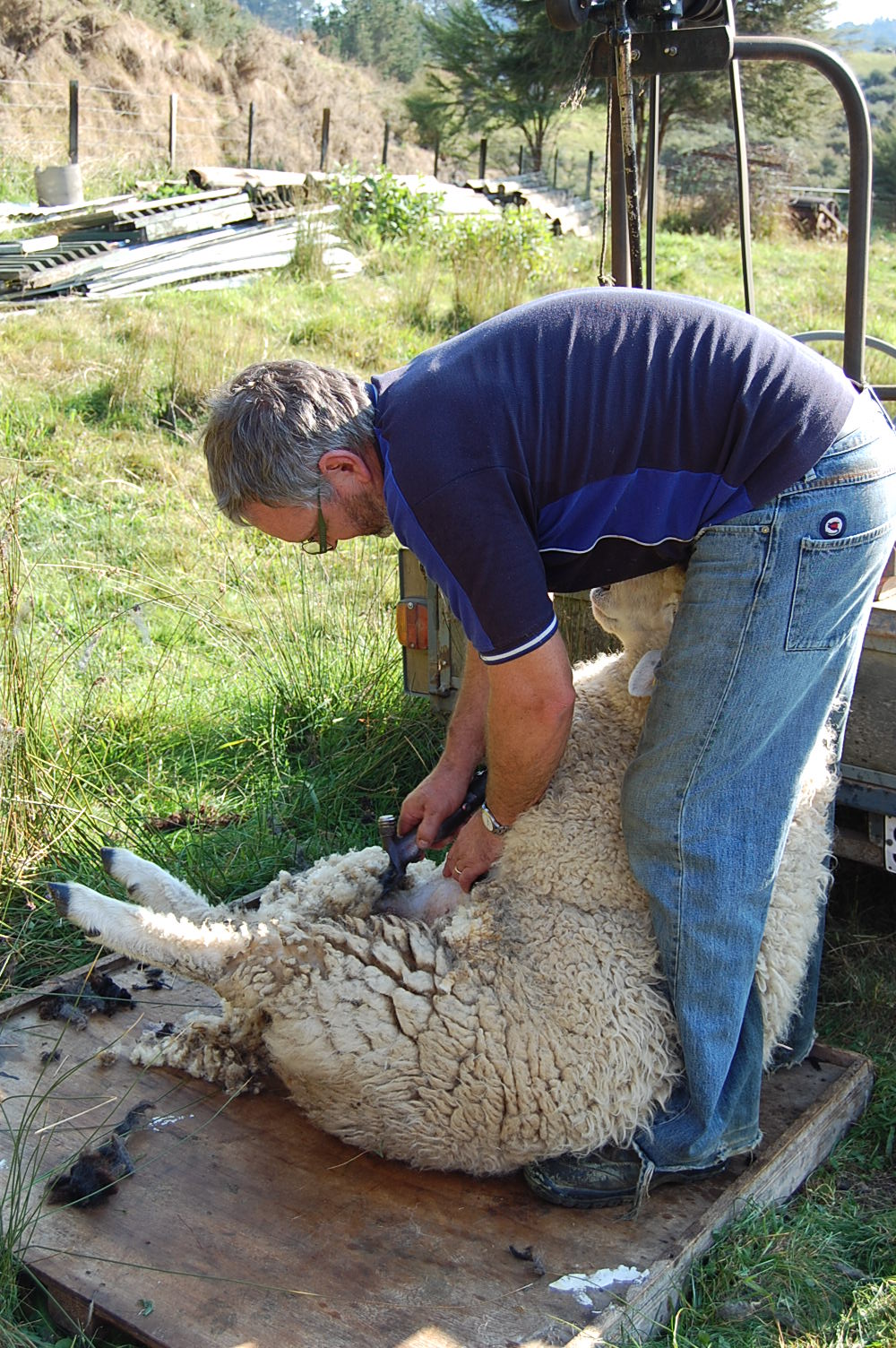 Living a Life at the Beach: The sheep shagger............