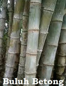 Petak Semai: TANAM BULOH - SATU POTENSI (Part 7)