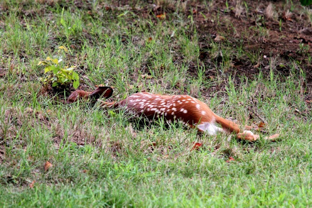 The Reluctant Grandmother A Dead Fawn On The Lawn