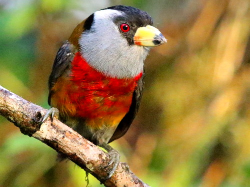 Birding North Unst: December 2017