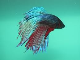 Betta fish Fin Disease ~ Nice Betta