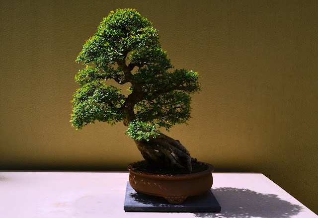 Linda Letters:: The Pacific Bonsai Museum