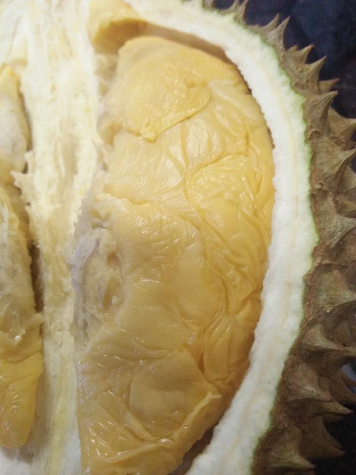 D2 - Durian D2 Dato' Nina