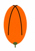 Vaikai ir Vanilė: Naujųjų Metų sutikimas ir griliažinis tortas su kinkanais